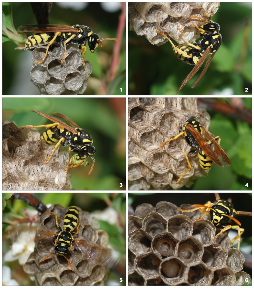 Wasp_colony by Alvesgaspar - Vector Control Services