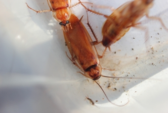 Other Cockroaches - Vector Control Services