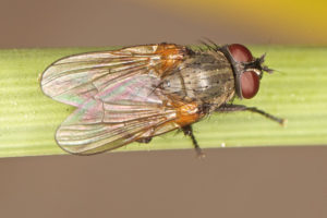 Lesser house fly by Franklin - Vector Control Services
