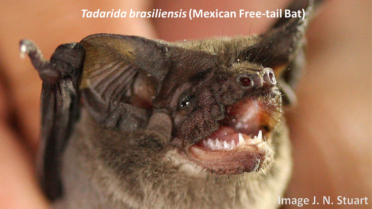 Tadarida brasiliensis - Vector Control Services