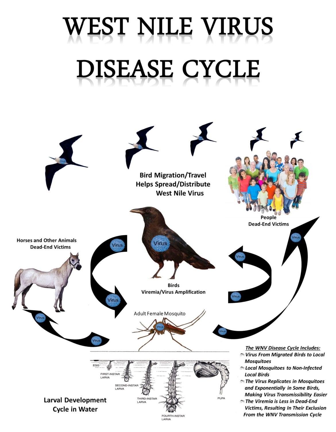 wnv disease cycle rev 5 31 2016 - Vector Control Services